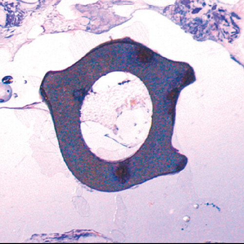 技术和优势 – Syntellix AG
